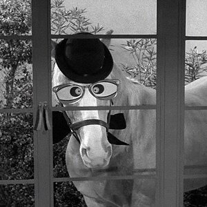 Mister Ed, Ed The Pilot.jpeg | BigFooty Forum